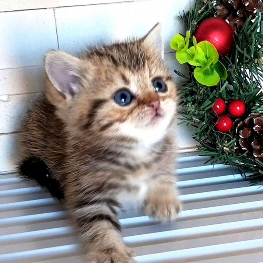 Шотландские тигрята