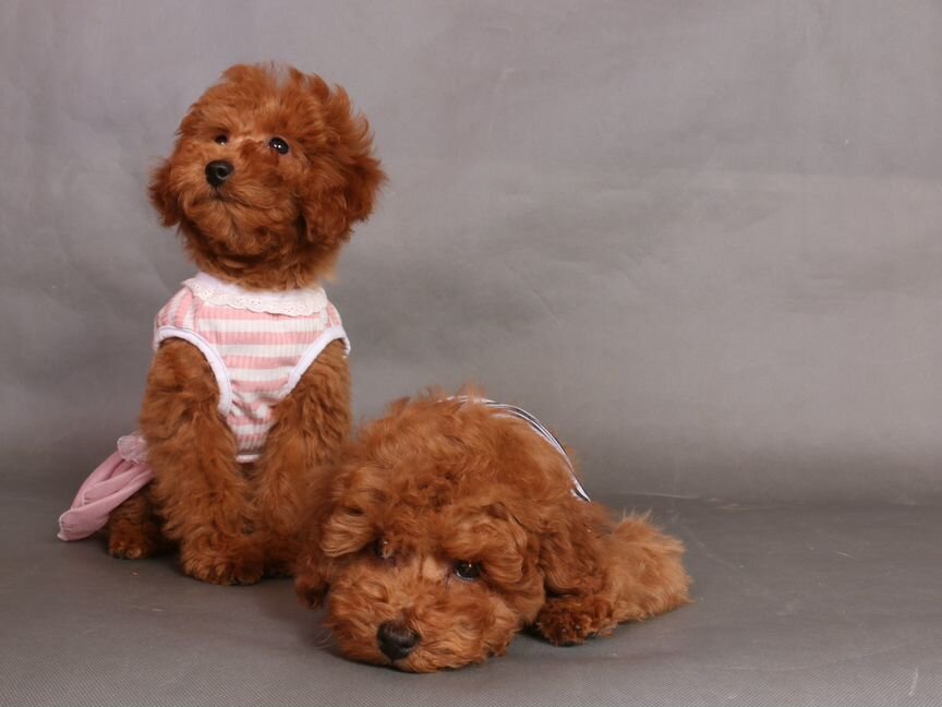 Очаровательные малыши той-пуделя