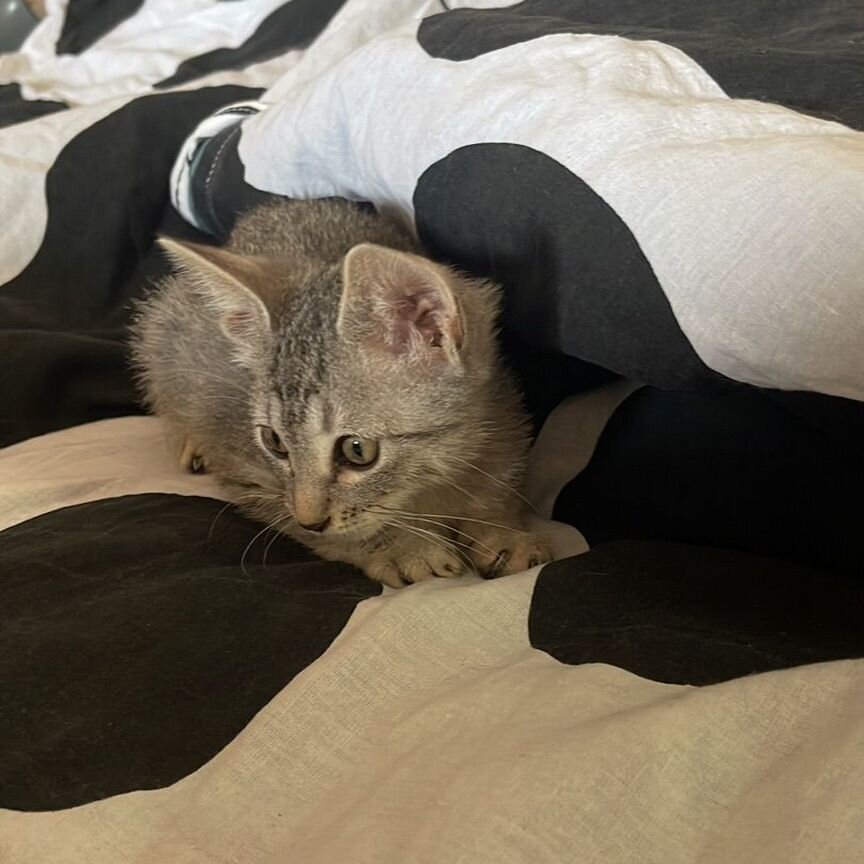 Отдам котенка в добрые руки