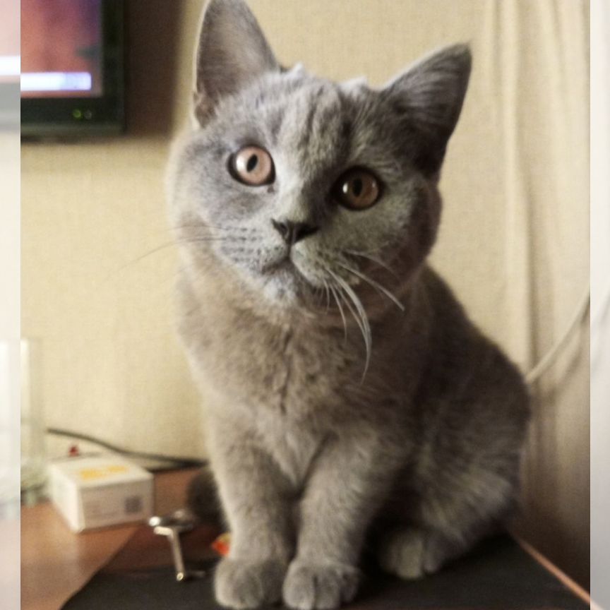 Потерялась кошка