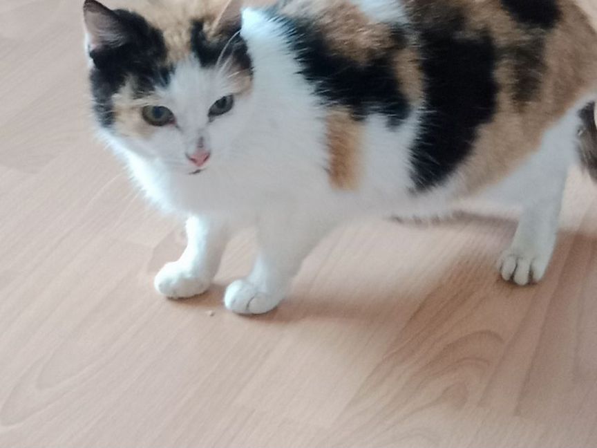 Кошка