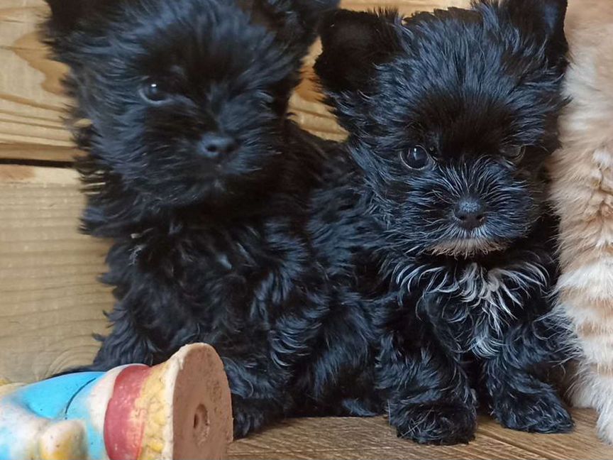 Чёрный йорк