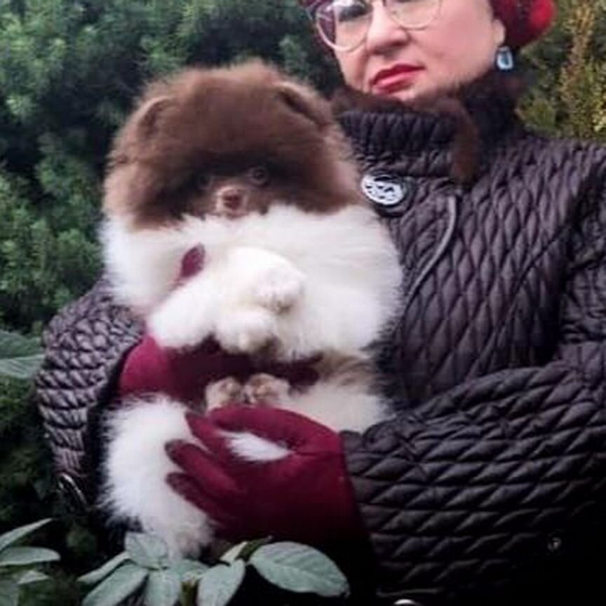 Роскошный малыш шпиц