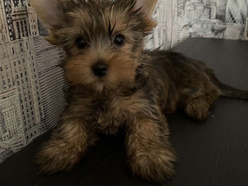 Йоркширский терьер девочка