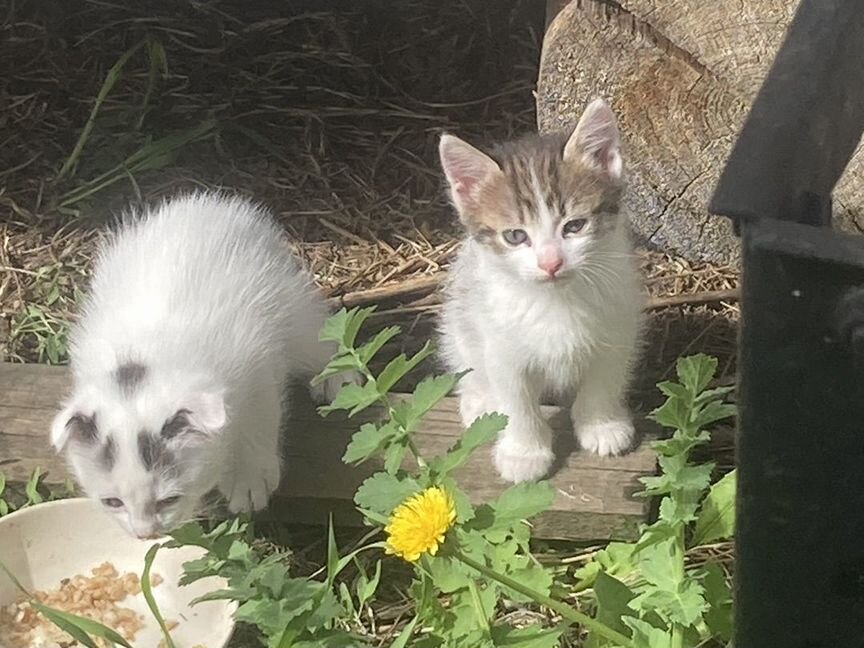 Вислоухие котята в добрые руки