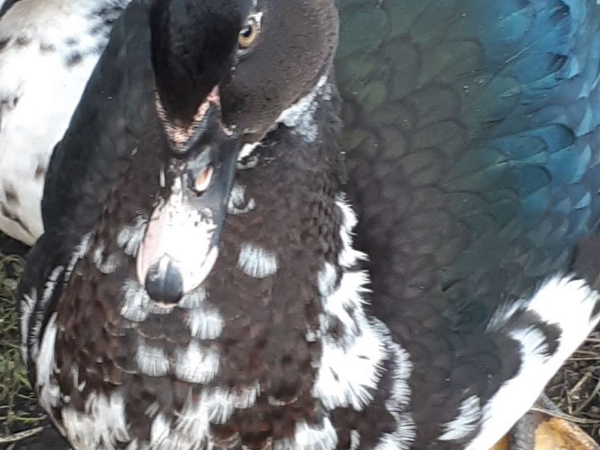 Мускусные утки индоутки индоутята