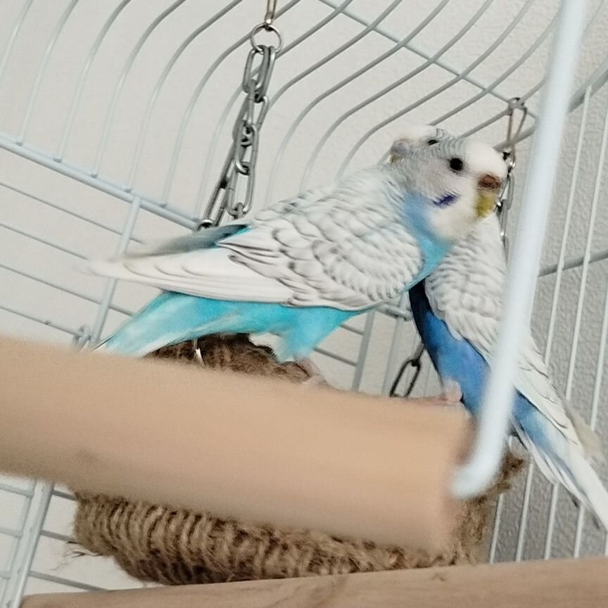 Волнистые попугайчики 8 месяцев клетка