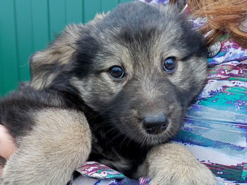Щенок в добрые руки бесплатно