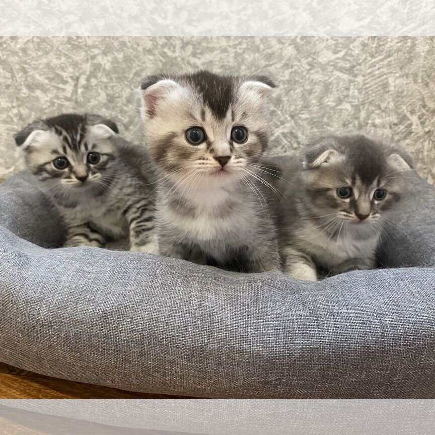Котята