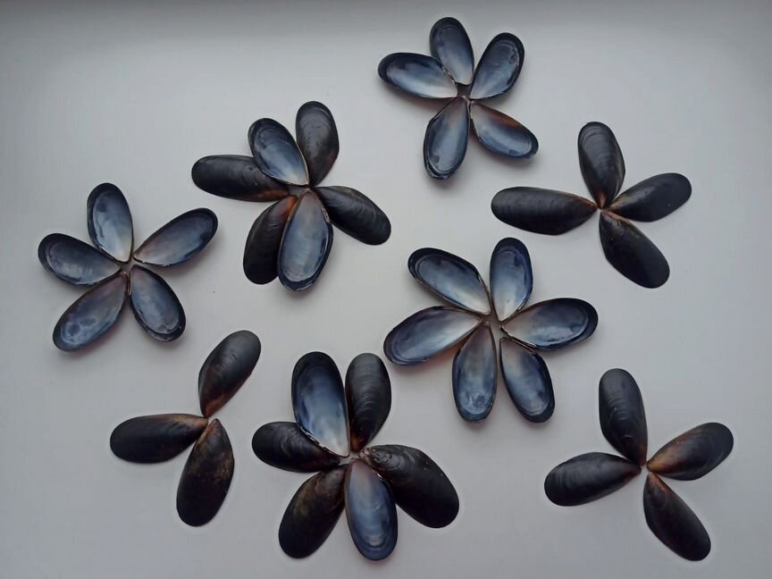 Морские ракушки раковины мидии