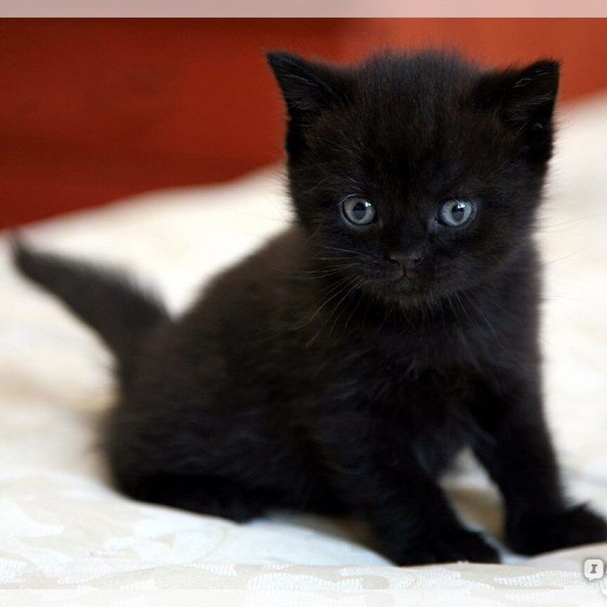 Котята в добрые руки бесплатно