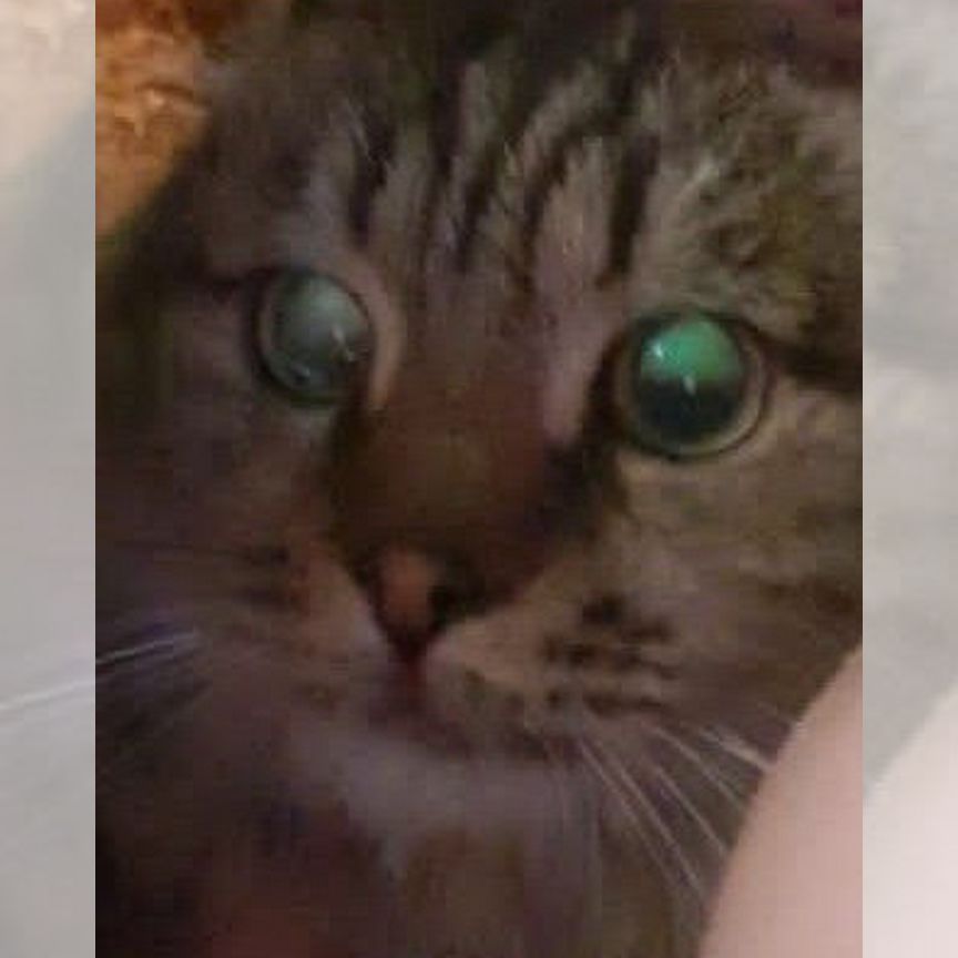 Взрослый кот от частного владельца