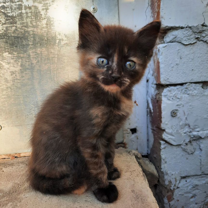 Котята ищут дом