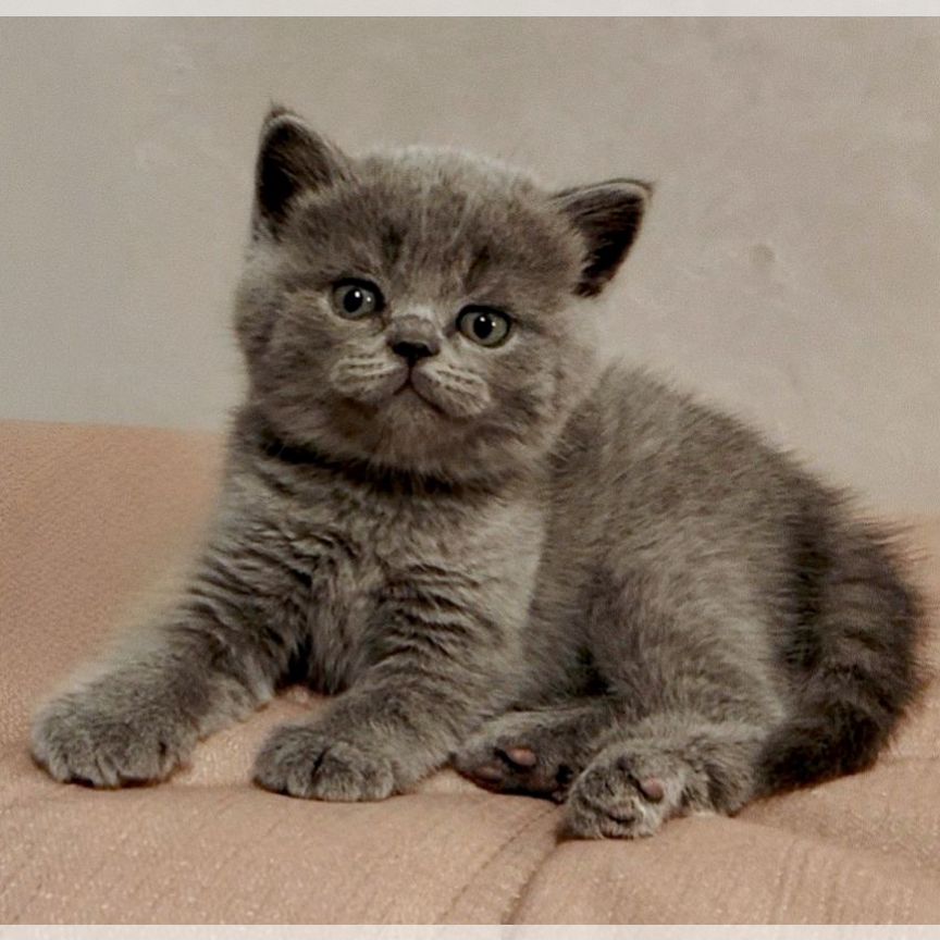 Шотландский прямоухий короткошёрстный котёнок