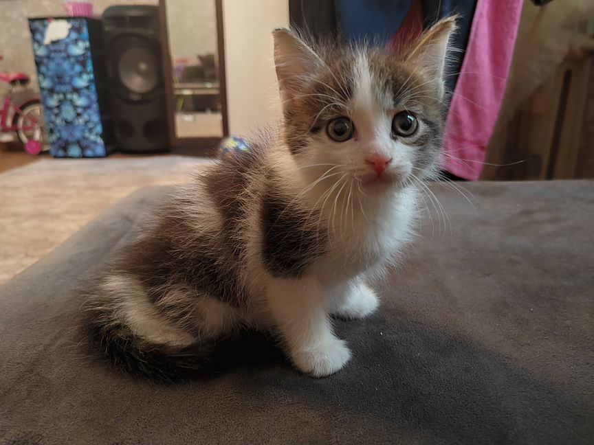 Котята манчкин