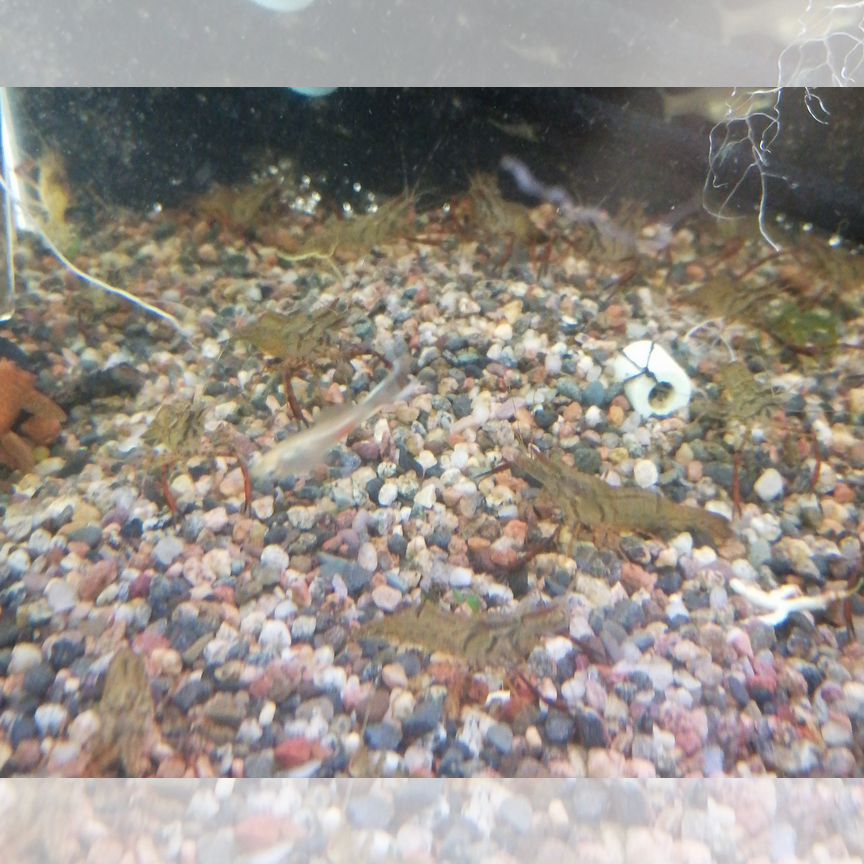 Креветки макробрахиум