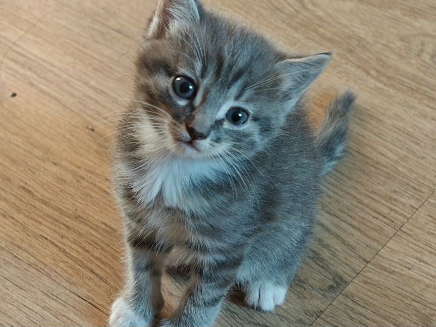 Ласковые котята бесплатно