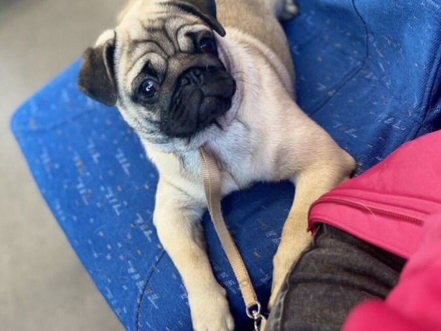 Мопс щеночки