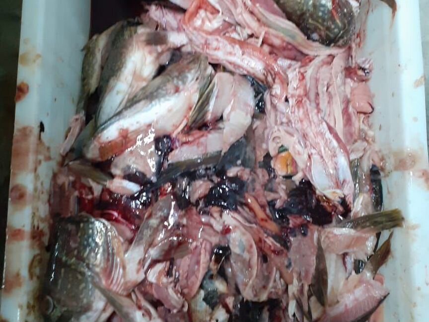 Рыбные отходы бесплатно