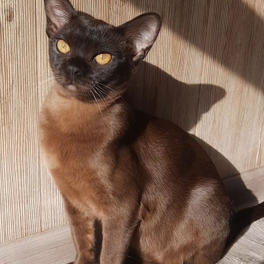 Бурманская кошка для бридинга