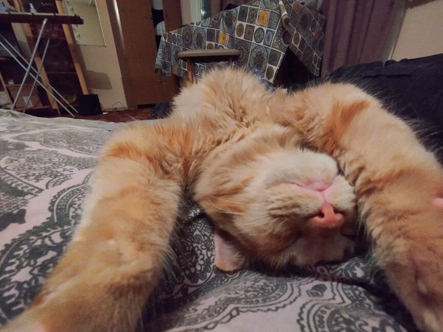 Отдам котика в добрые руки