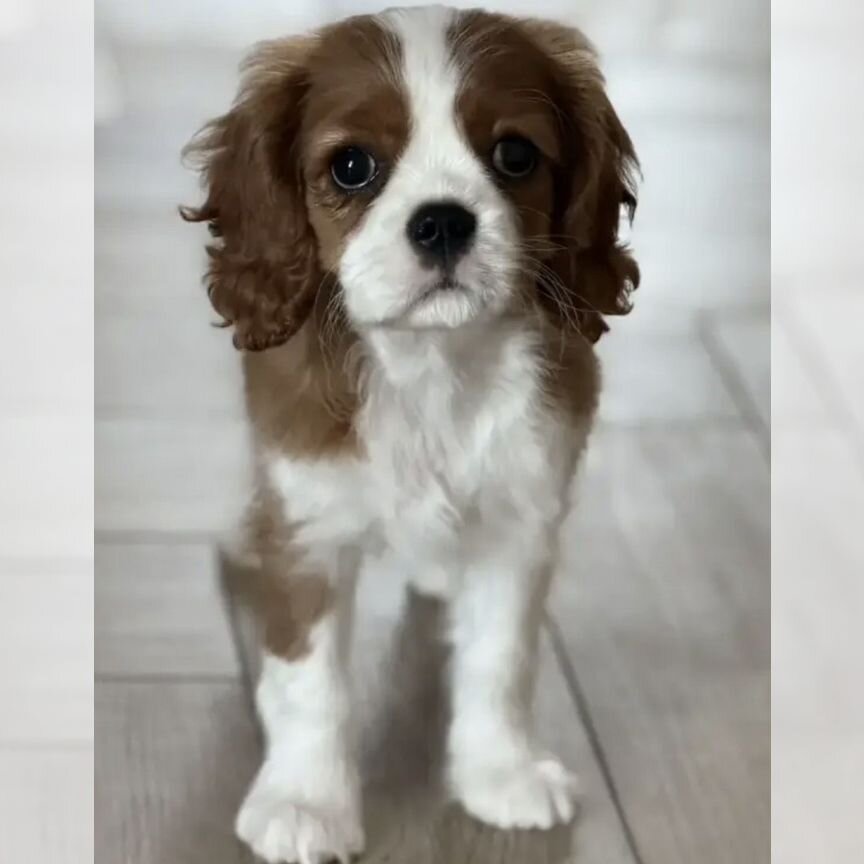 Кавалер кинг-чарльз-спаниель, щенок
