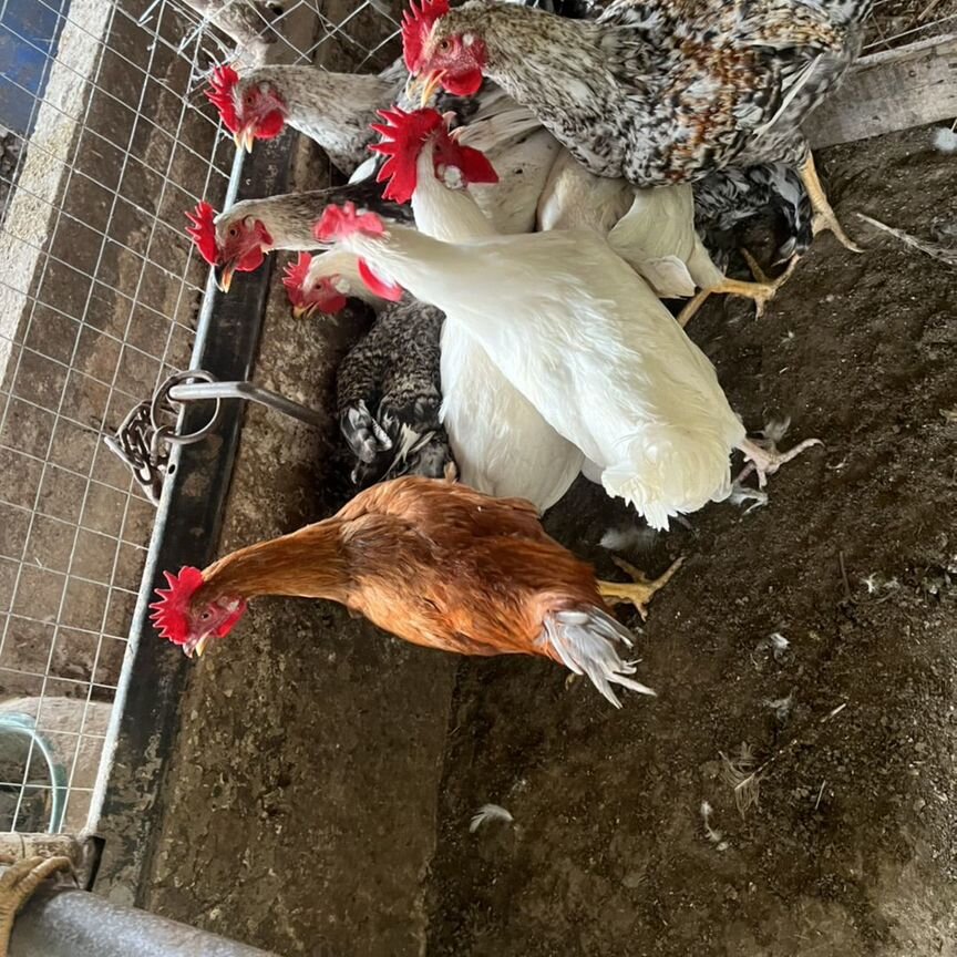 Куры молодые петушки