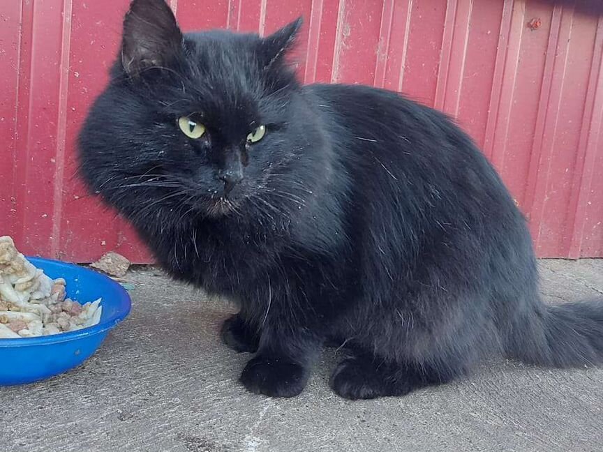 Кот ищет Дом