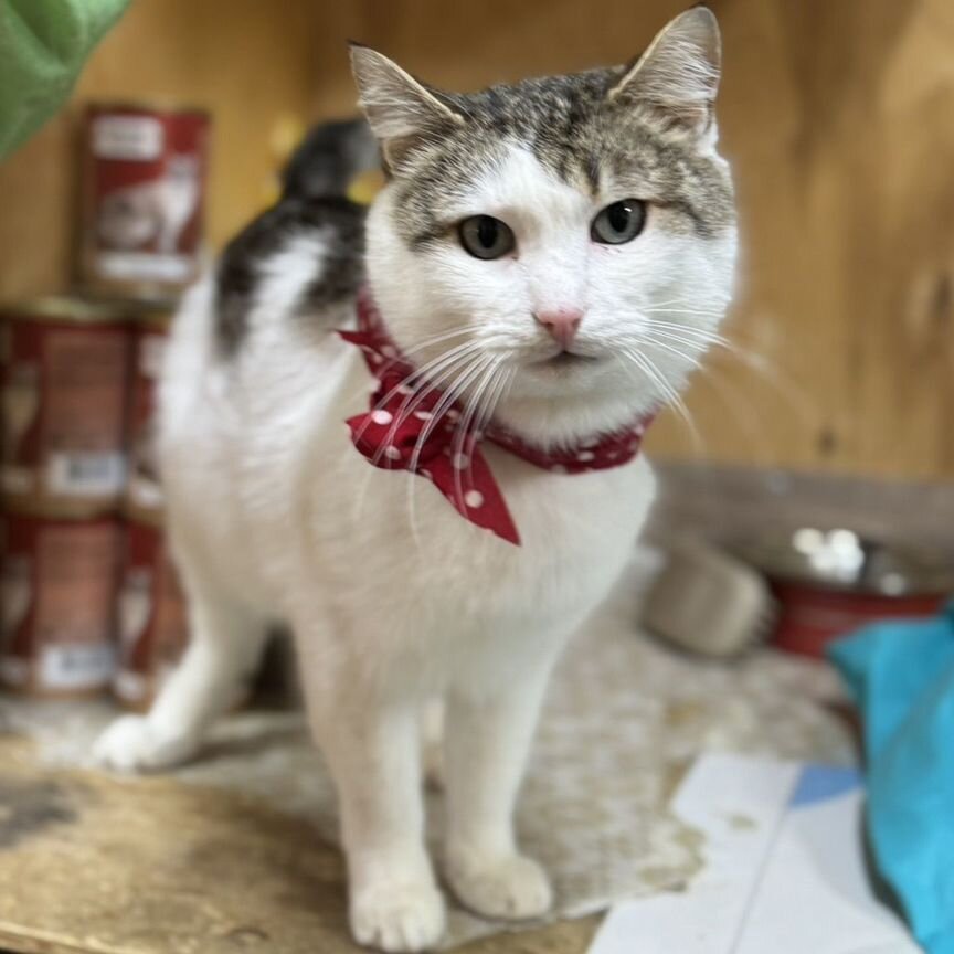 Взрослый кот в добрые руки