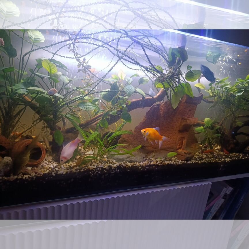 Отдам рыбок