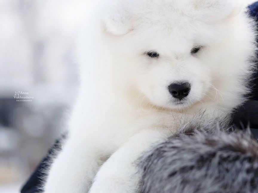 Мальчик самоед