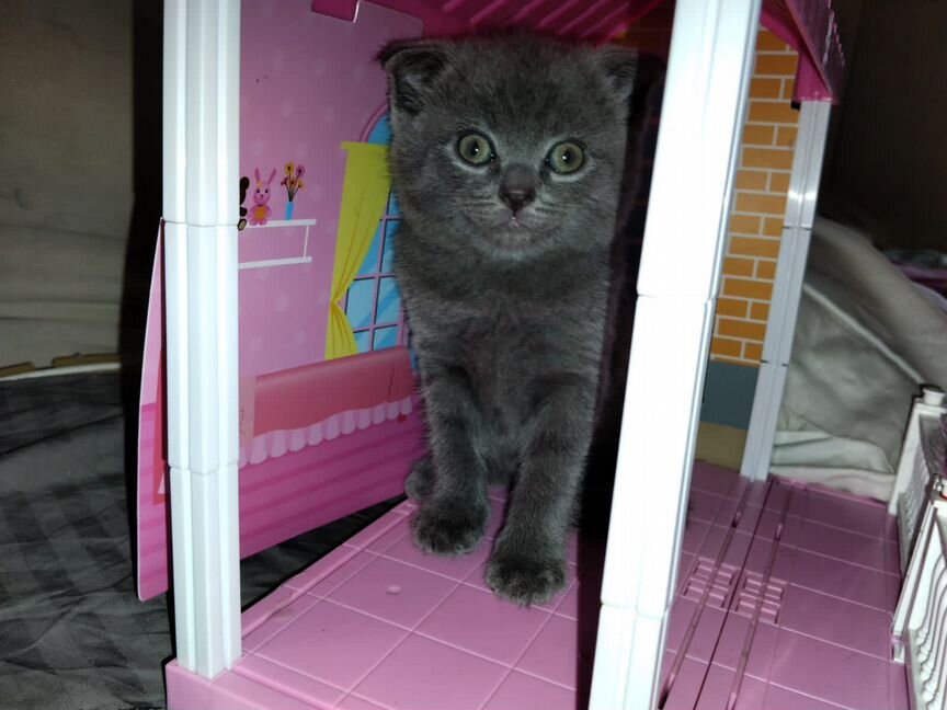 Вислоухий котёнок