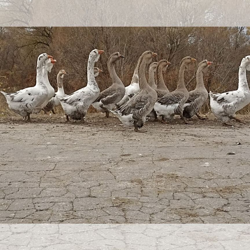 Холмогорские гуси