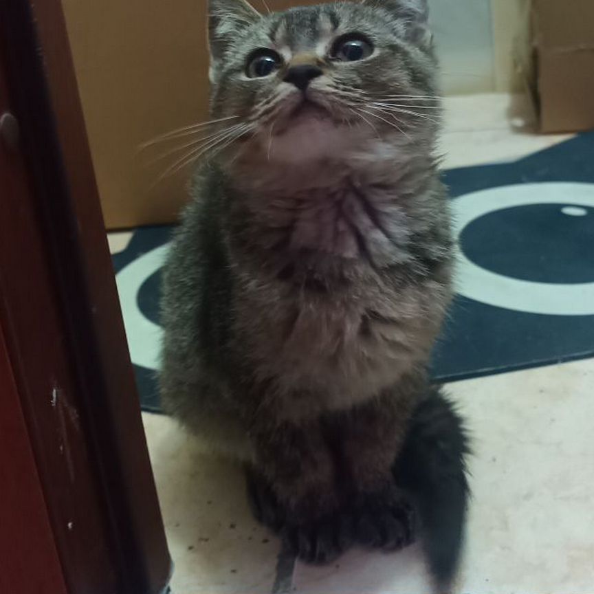 Котёнок в добрые руки