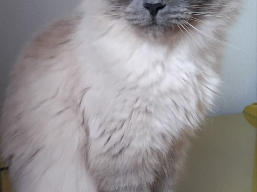 Невская маскарадная в добрые руки