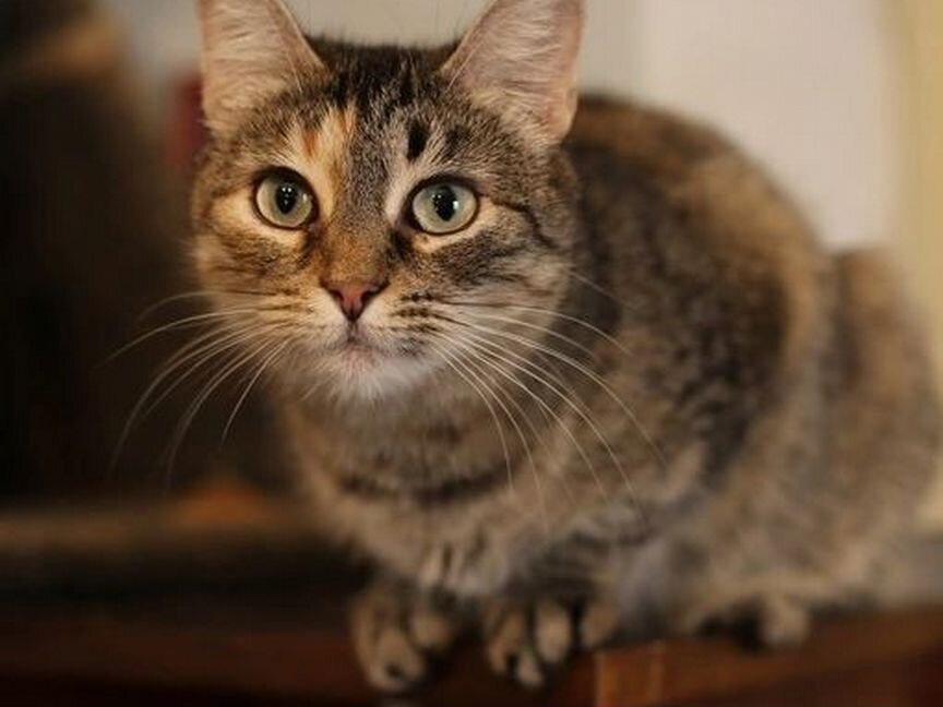Кошечка Тара хочет домой
