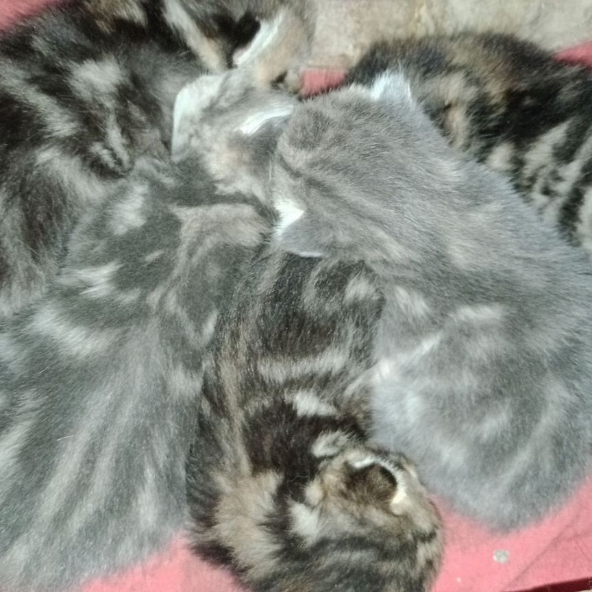 Котята породы мраморный британц