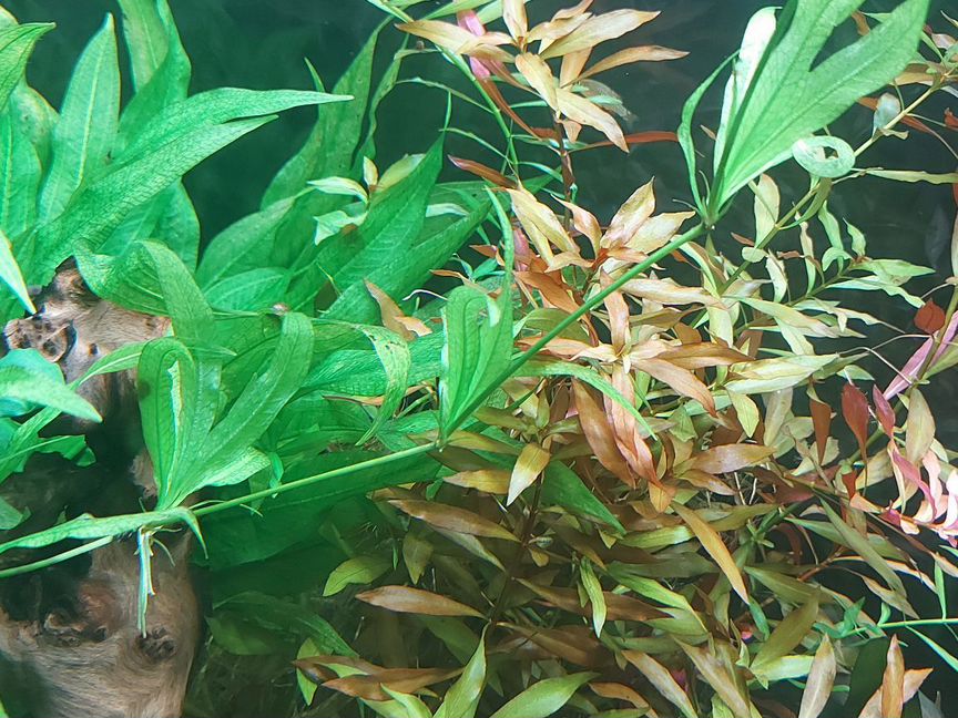 Эхинодорус Блехера