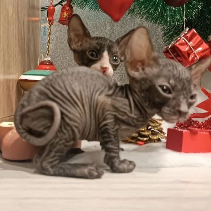 Донской сфинкс котёнок