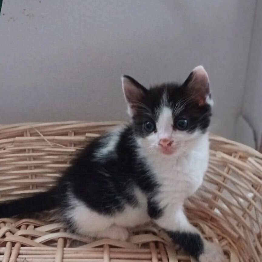 Котёнок от частного владельца