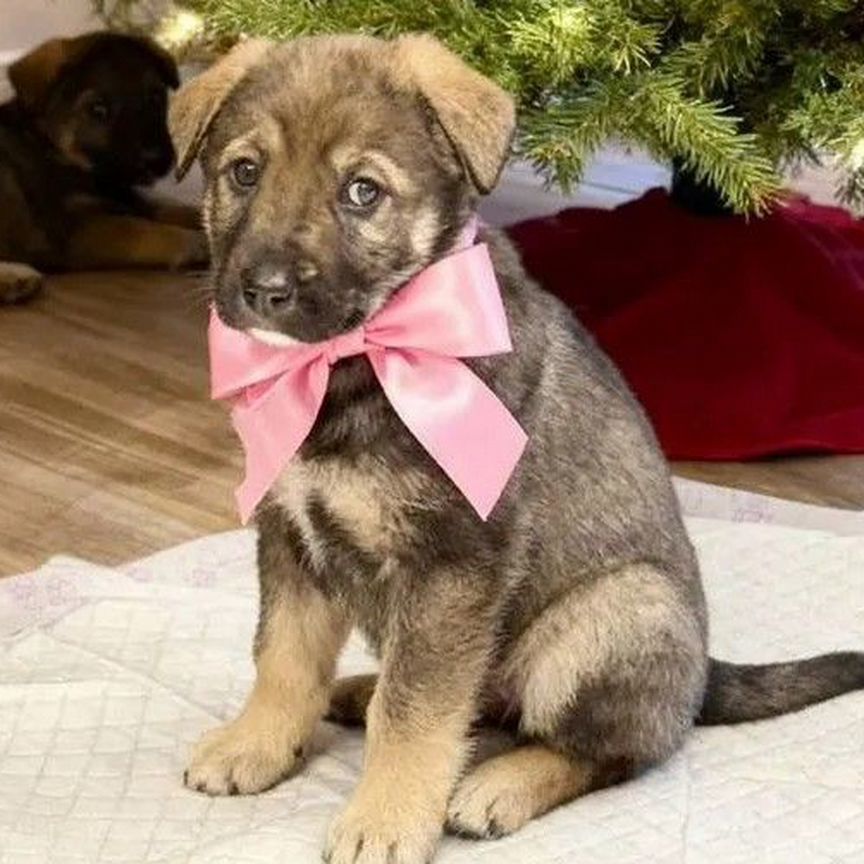 Щенок в добрые руки