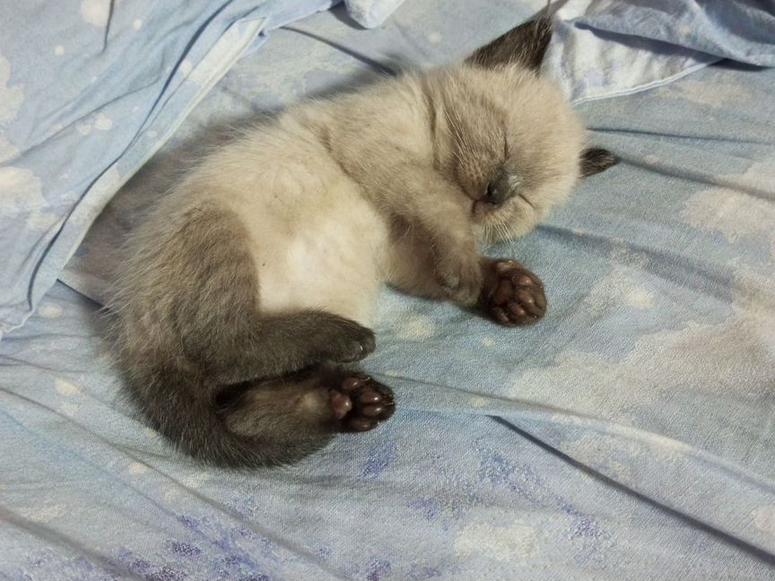 Сиамские котята