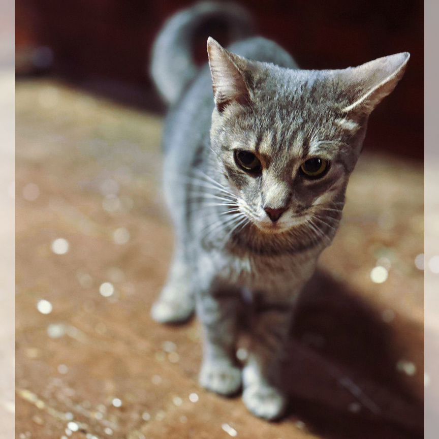 Котёнок от частного владельца