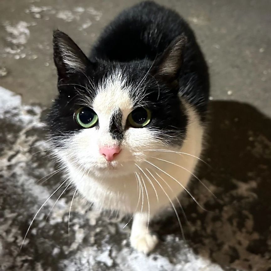 Кошка в добрые руки