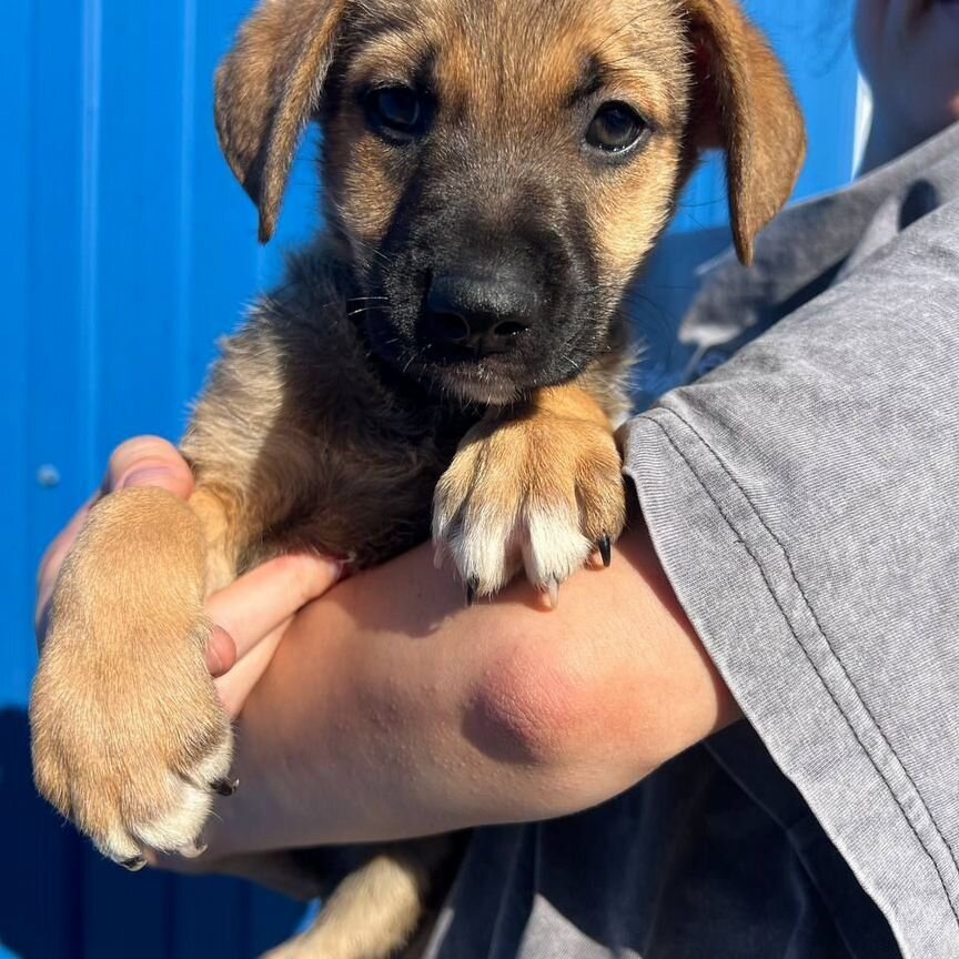 Маленький щенок мальчик в добрые руки