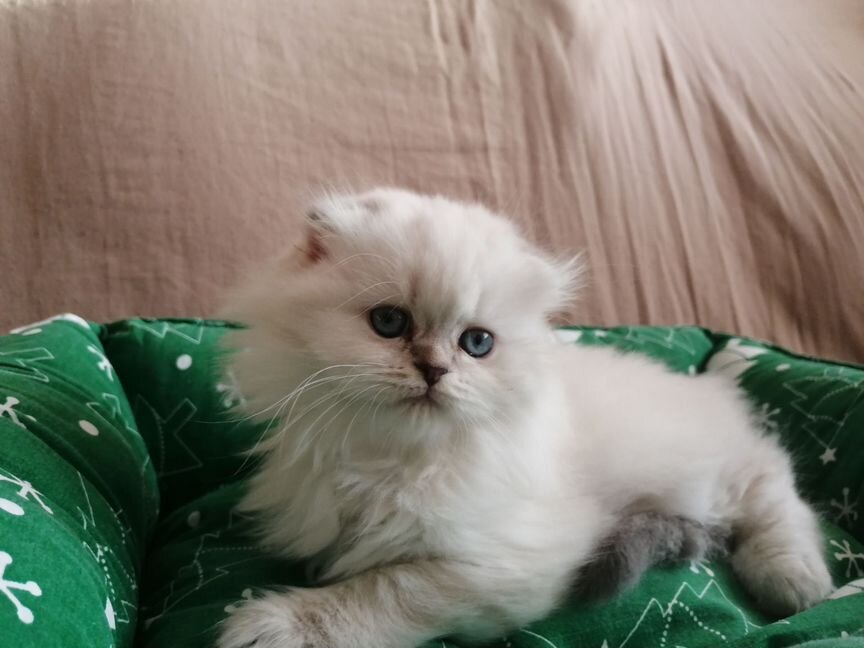 Шотландские котята вислоухие