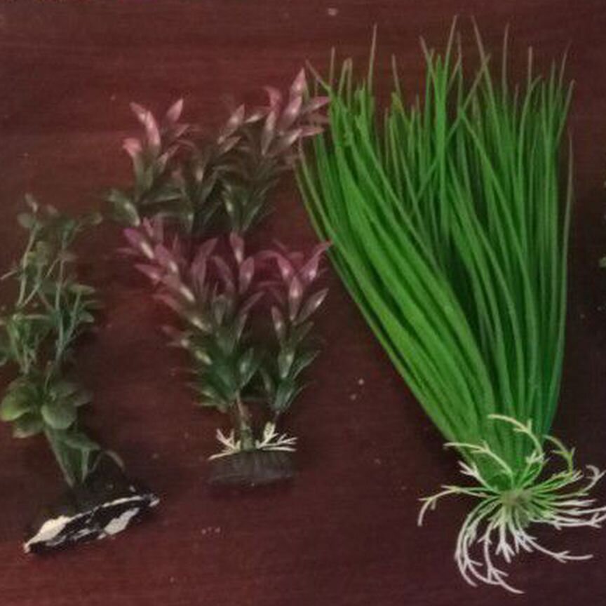 Растения для аквариума