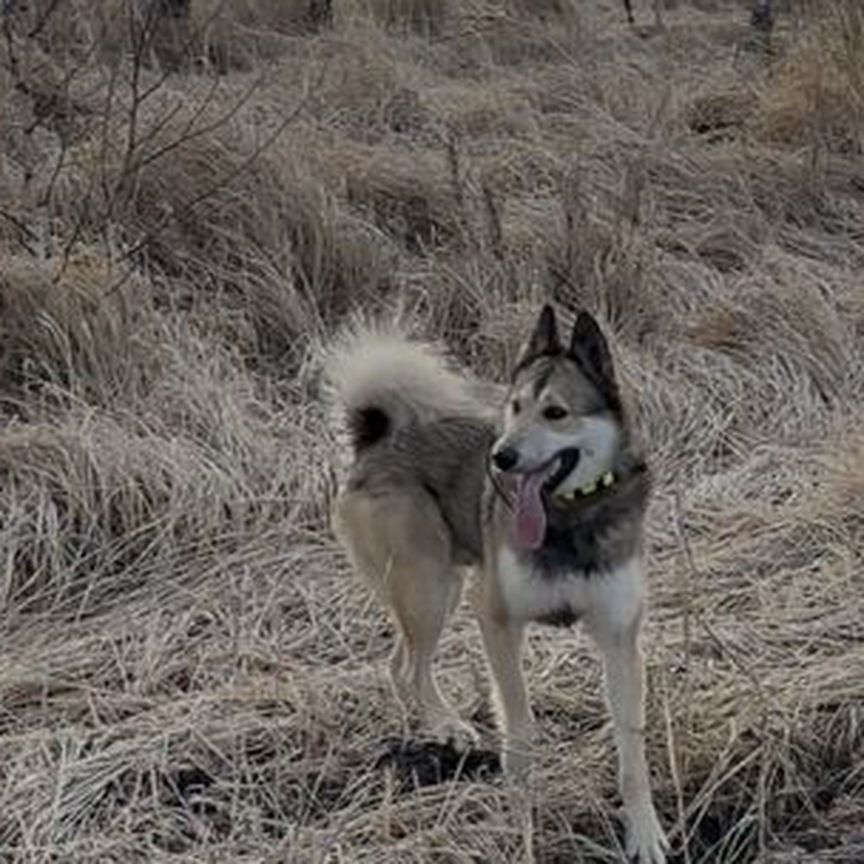 Западносибирская лайка, взрослая собака