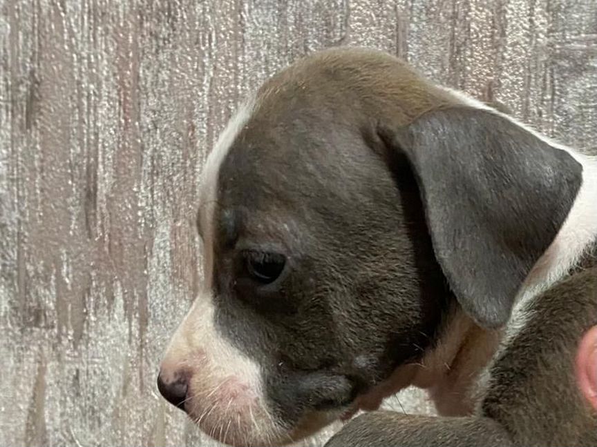 Стаффордширский терьер щенки