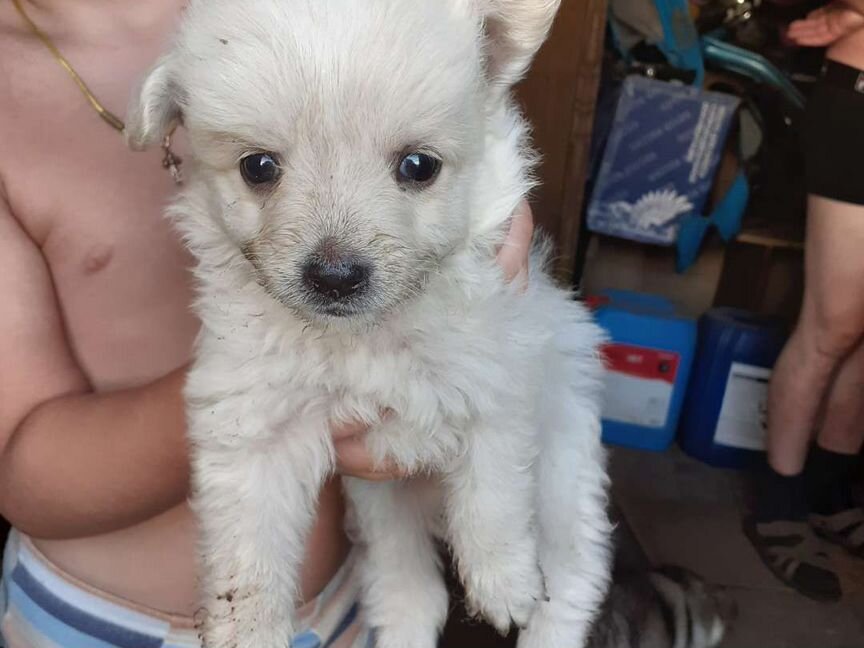 Щенки дворняжки